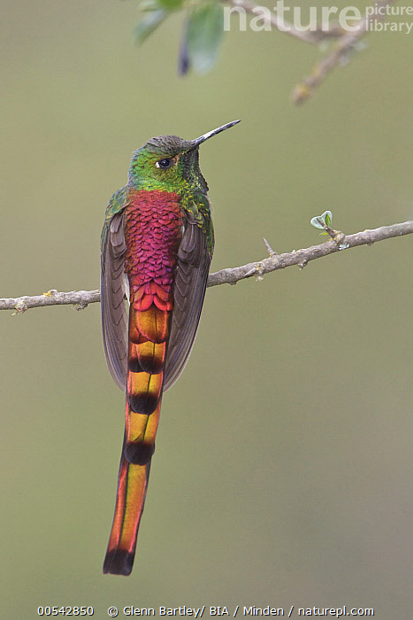 Stock photo of Red-tailed Comet (Sappho sparganura) hummingbird ...