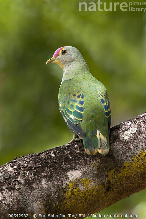 Stock photo of Rose-crowned Fruit-Dove (Ptilinopus regina), Northern ...