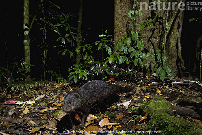 Marsh Mongoose