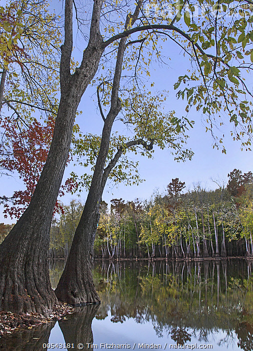 Stock photo of Tupelo (Nyssa aquatica) trees along river, White River ...