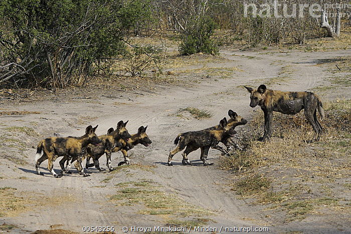Stock photo of African Wild Dog (Lycaon pictus) pups with baby sitter ...