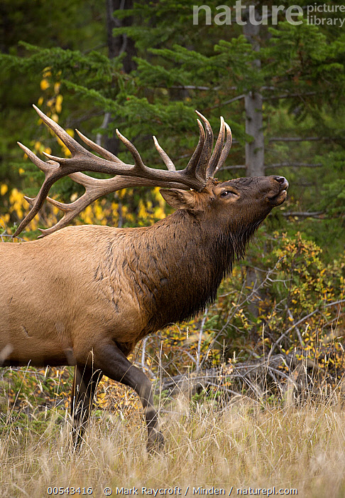 Stock photo of Elk (Cervus elaphus) bull in defensive posture, North ...