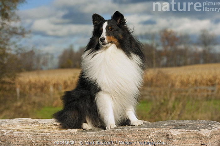 Stock photo of Shetland Sheepdog (Canis familiaris). Available for sale ...