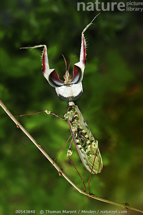 Stock photo of Devil's Praying Mantis (Idolomantis diabolica) in ...