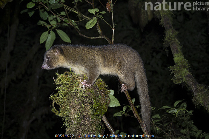 Stock photo of Olinguito (Bassaricyon neblina), the first new carnivore ...