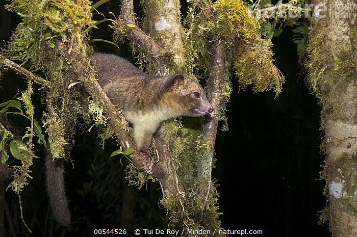 Stock photo of Olinguito (Bassaricyon neblina), the first new carnivore ...