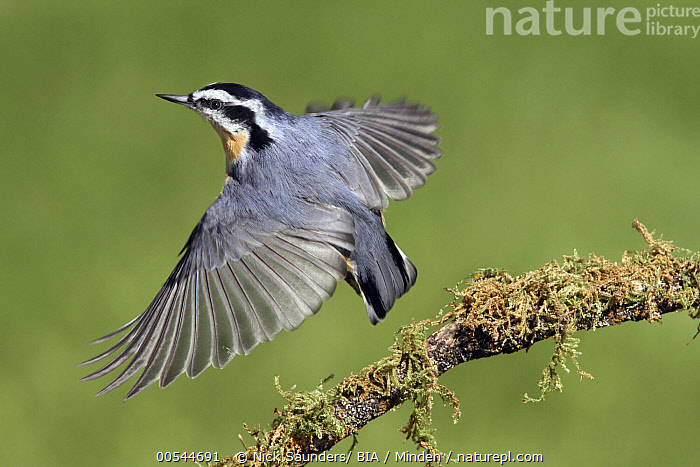 Stock photo of Red-breasted Nuthatch (Sitta canadensis) taking flight ...