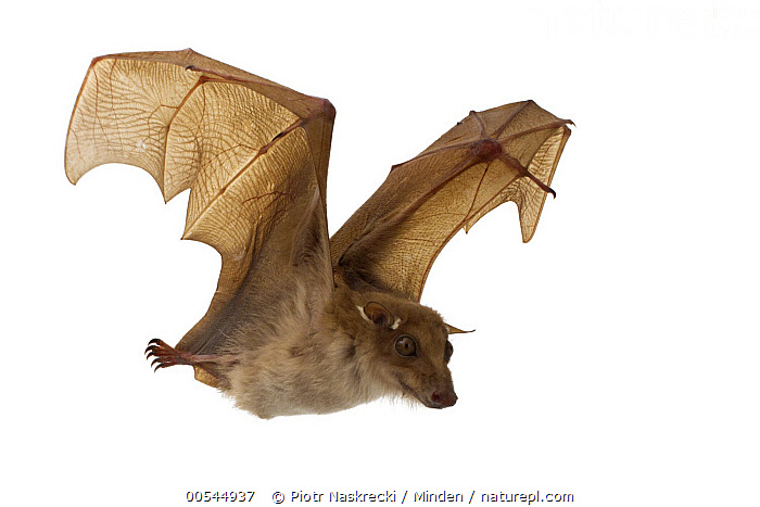 Stock photo of Peter's Epauletted Fruit Bat (Epomophorus crypturus ...