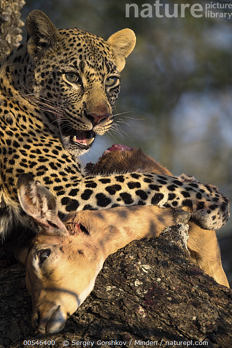 Stock photo of Leopard (Panthera pardus) sub-adult with Impala ...