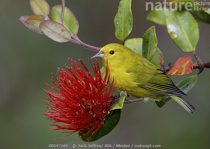 Stock photo of Anianiau (Viridonia parva) male on flower, Hawaii ...