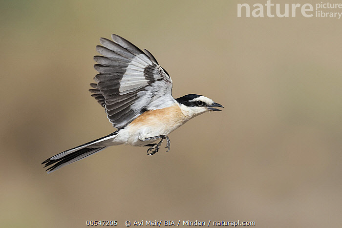 Stock photo of Masked Shrike (Lanius nubicus) male flying, Eilat ...