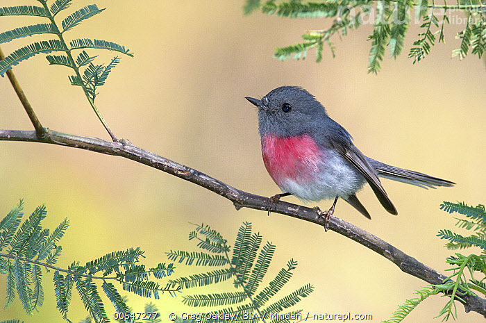 Stock photo of Rose Robin (Petroica rosea) male, Victoria, Australia ...