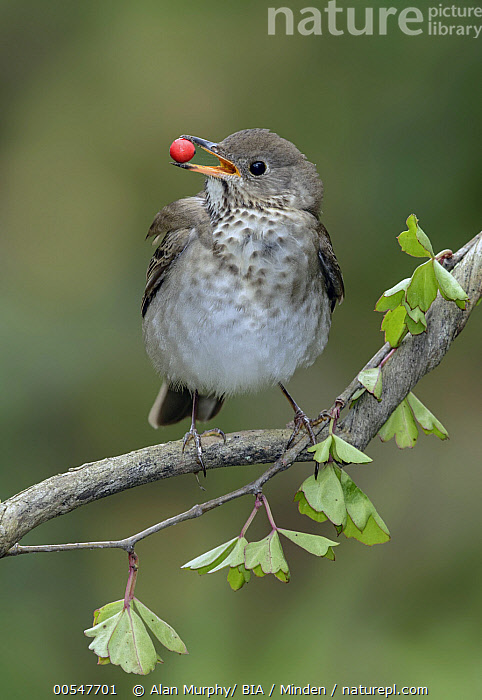 Stock photo of Grey-cheeked Thrush (Catharus minimus) feeding on berry ...