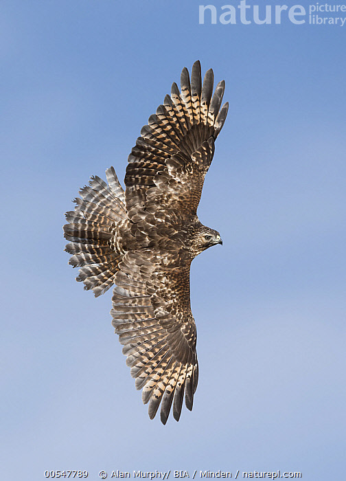 Flying A Hawk