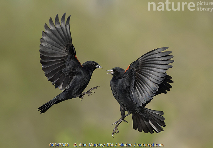 Stock photo of Red-winged Blackbird (Agelaius phoeniceus) males ...