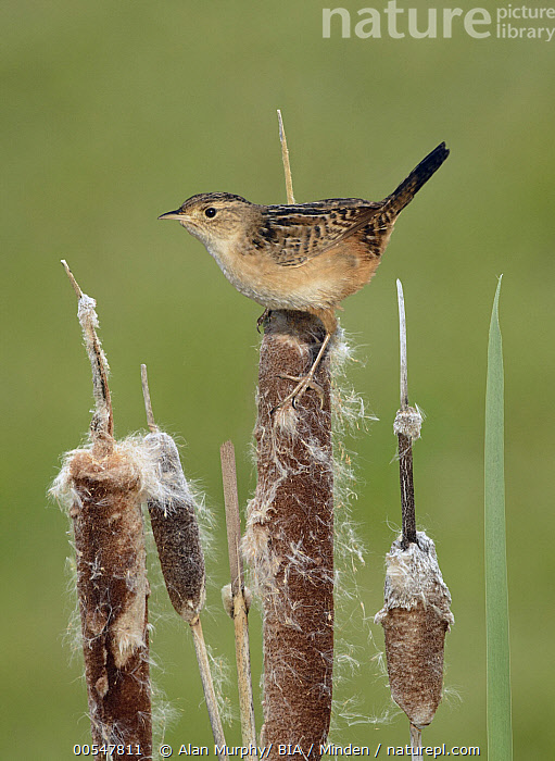 Stock photo of Sedge Wren (Cistothorus platensis) perching on cattail ...