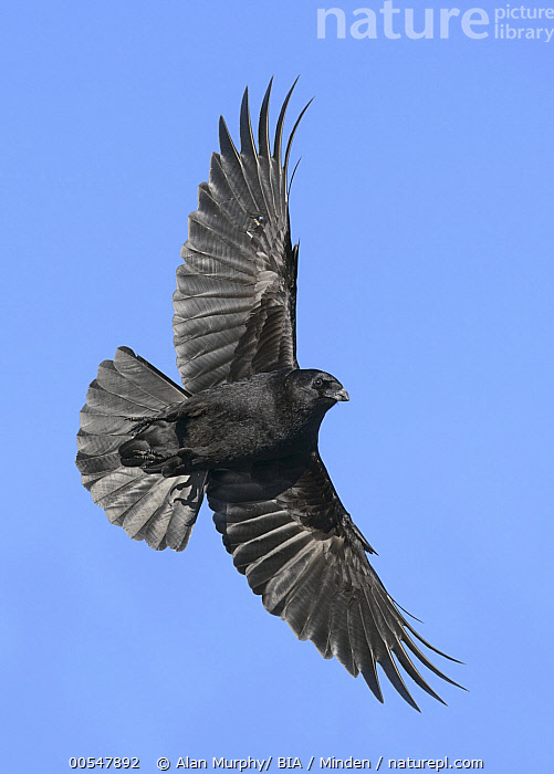 Stock photo of Northwestern Crow (Corvus caurinus) flying, Alaska ...