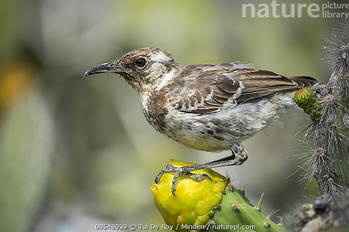 Stock photo of Charles Mockingbird (Nesomimus trifasciatus), Champion ...