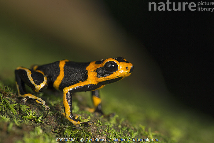 Stock photo of Red-headed Poison Frog (Dendrobates fantasticus), Amazon ...