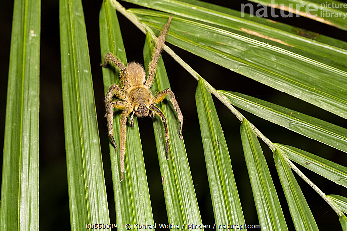 Wandering Spider Peru