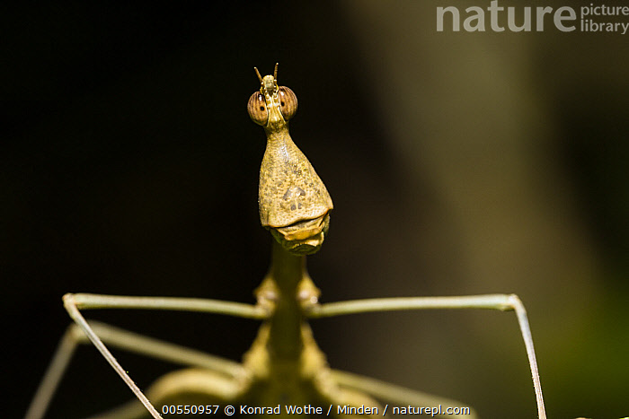 Stock photo of Jumping Stick (Apioscelis bulbosa), Panguana Nature ...