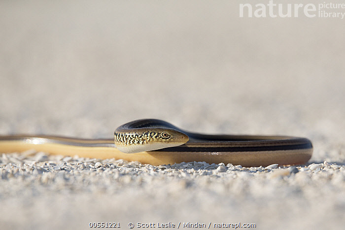 Stock photo of Island Glass Lizard (Ophisaurus compressus), Kissimmee ...