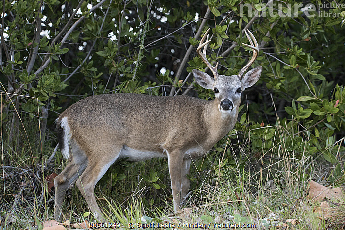 Stock photo of Key Deer (Odocoileus virginianus clavium) buck, National ...