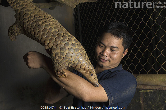 Stock photo of Malayan Pangolin (Manis javanica), rehabilitated ...