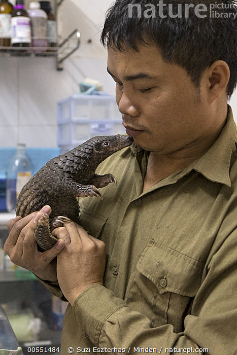 Stock photo of Malayan Pangolin (Manis javanica) conservationist, Thai ...