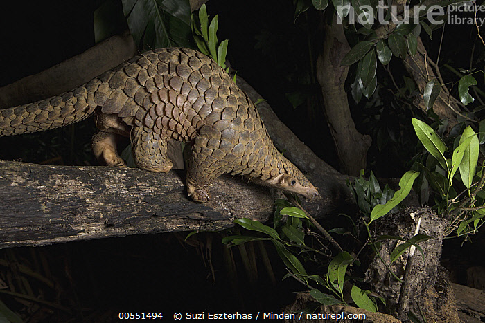 Stock photo of Malayan Pangolin (Manis javanica), rehabilitated individual, Carnivore and ...