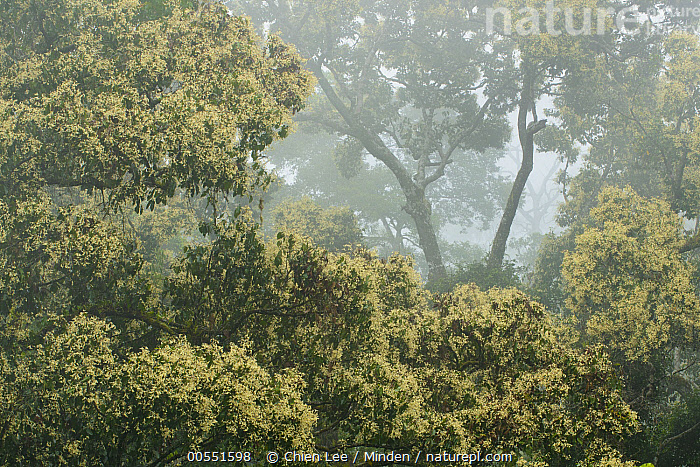 Stock photo of White Lauan (Parashorea malaanonan) blooming during mass ...