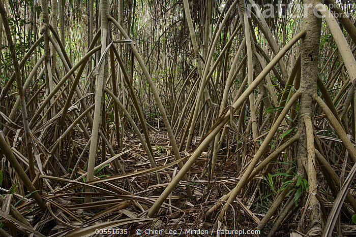 Stilt Roots Pandanus