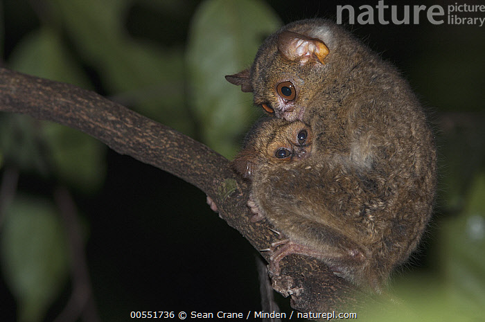 Stock photo of Gursky's Spectral Tarsier (Tarsius spectrumgurskyae ...