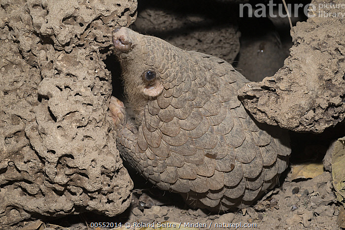 Stock photo of Malayan Pangolin (Manis javanica) at burrow, Cambodia ...