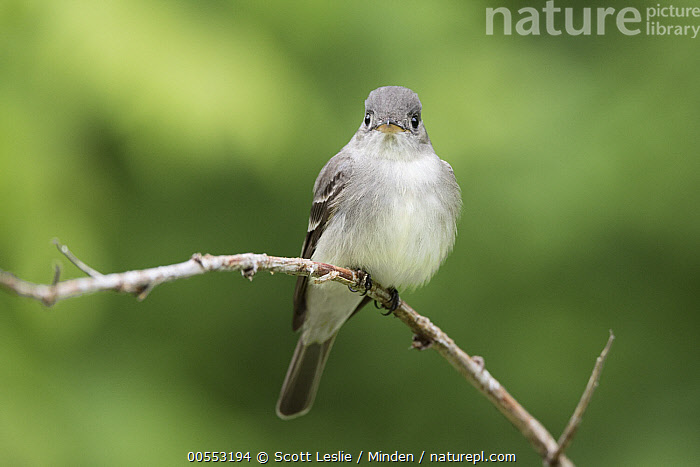 Stock photo of Eastern Wood-Pewee (Contopus virens), Nova Scotia ...