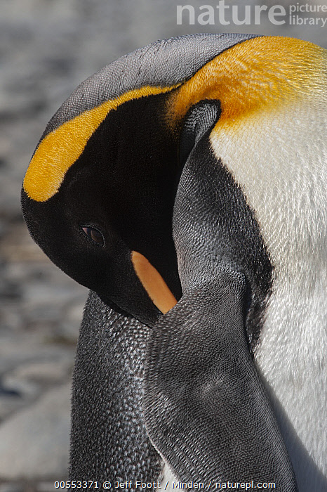 Stock photo of King Penguin (Aptenodytes patagonicus) preening, South ...