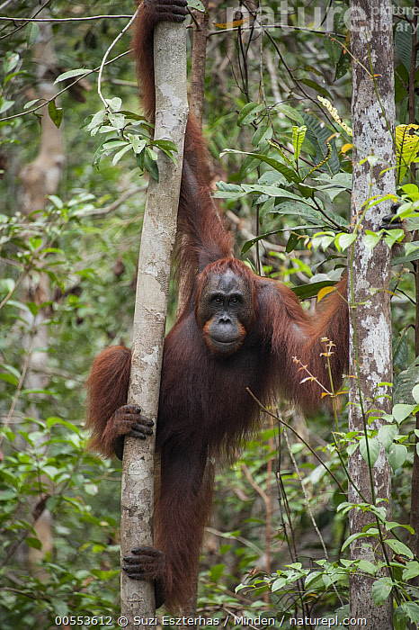 Stock photo of Orangutan (Pongo pygmaeus) sub-adult male, Tanjung ...