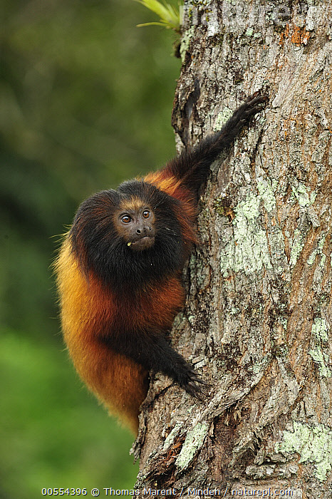 Stock photo of Black-faced Lion Tamarin (Leontopithecus caissara ...