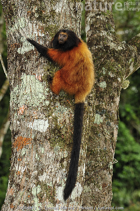 Stock photo of Black-faced Lion Tamarin (Leontopithecus caissara ...