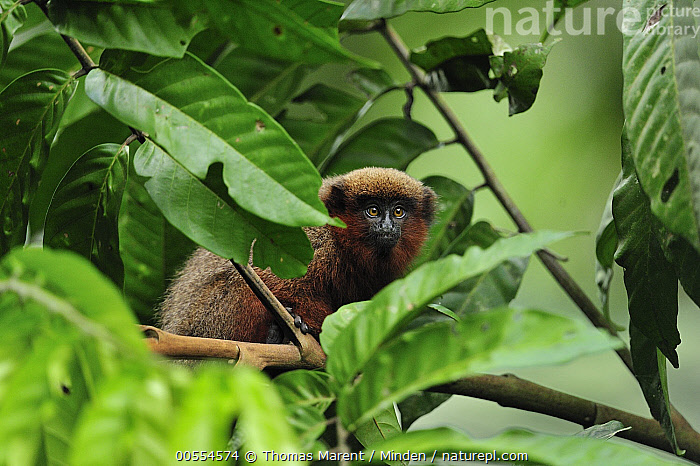 Stock photo of Brown Titi (Callicebus brunneus), Tambopata-Candamo ...