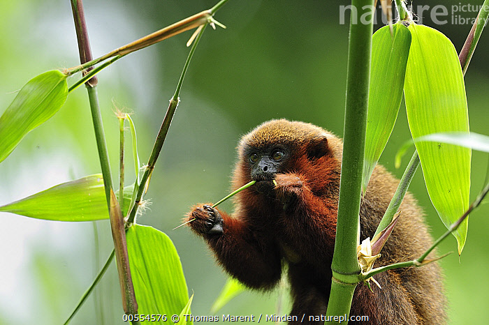 Stock photo of Brown Titi (Callicebus brunneus) feeding on bamboo ...