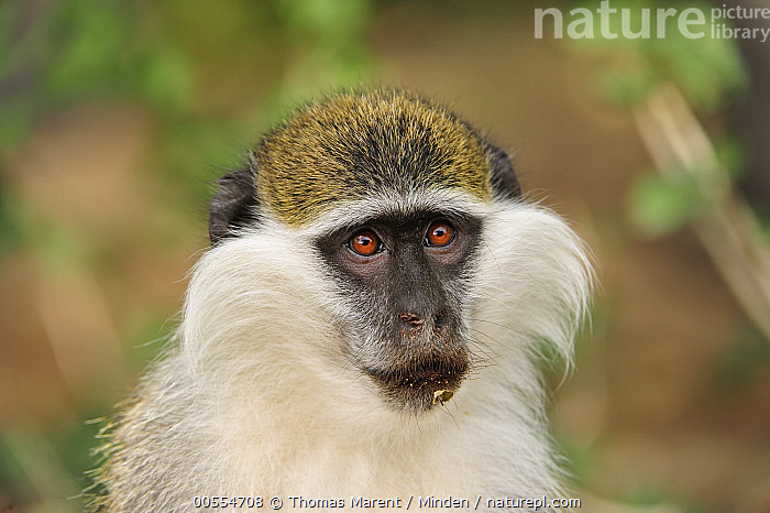 Stock photo of Savanah Monkey (Chlorocebus aethiops), Awash National ...