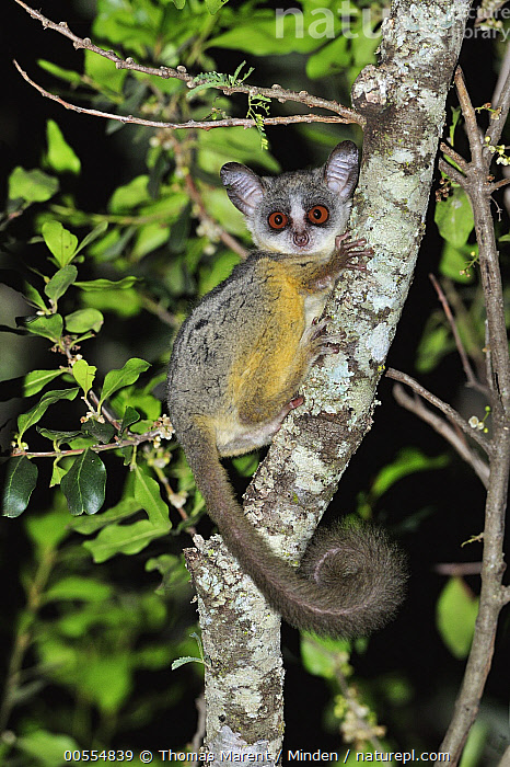 Stock photo of Lesser Bush Baby (Galago senegalensis) at night, Mount ...