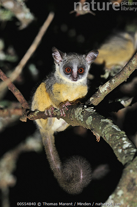 Stock photo of Lesser Bush Baby (Galago senegalensis) at night, Mount ...