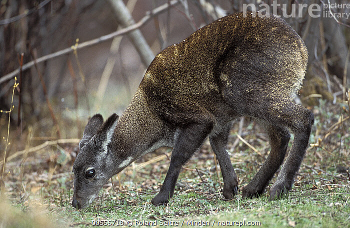 Stock photo of Alpine Musk Deer (Moschus chrysogaster) grazing, native ...