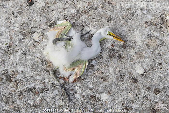 Stock photo of Great Egret (Ardea alba) dead chick, three weeks old, in ...