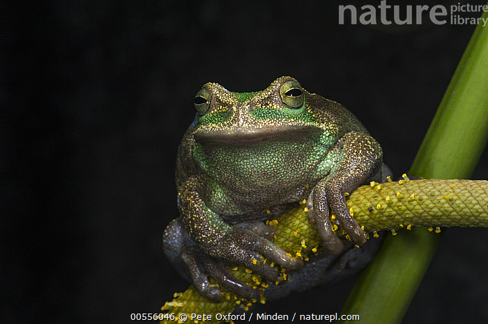 Stock photo of Silver Marsupial Frog (Gastrotheca plumbea), Chimborazo ...