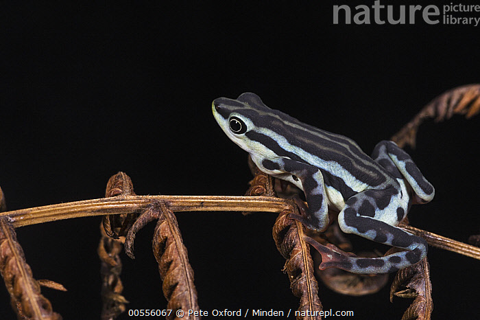 Stock photo of Elegant Stubfoot Toad (Atelopus elegans), native to ...