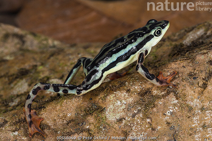 Stock photo of Elegant Stubfoot Toad (Atelopus elegans), native to ...