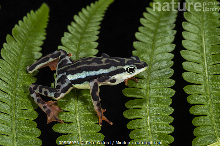 Stock photo of Elegant Stubfoot Toad (Atelopus elegans), native to ...